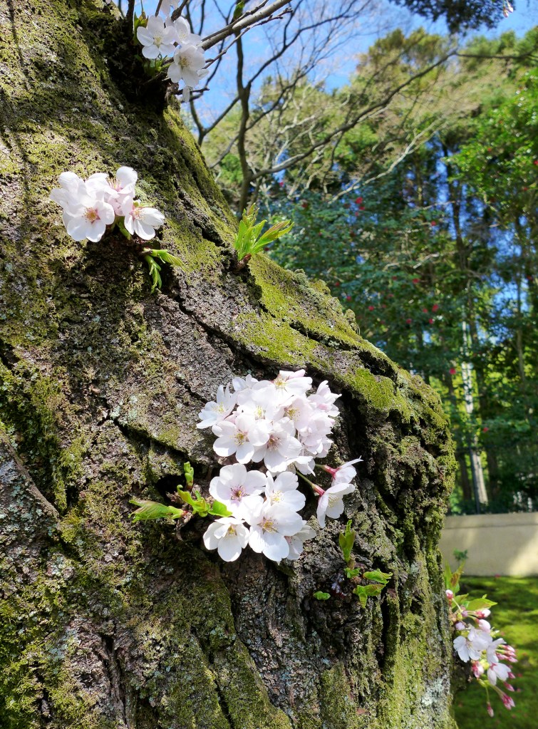 Nihon Shoki – japangie